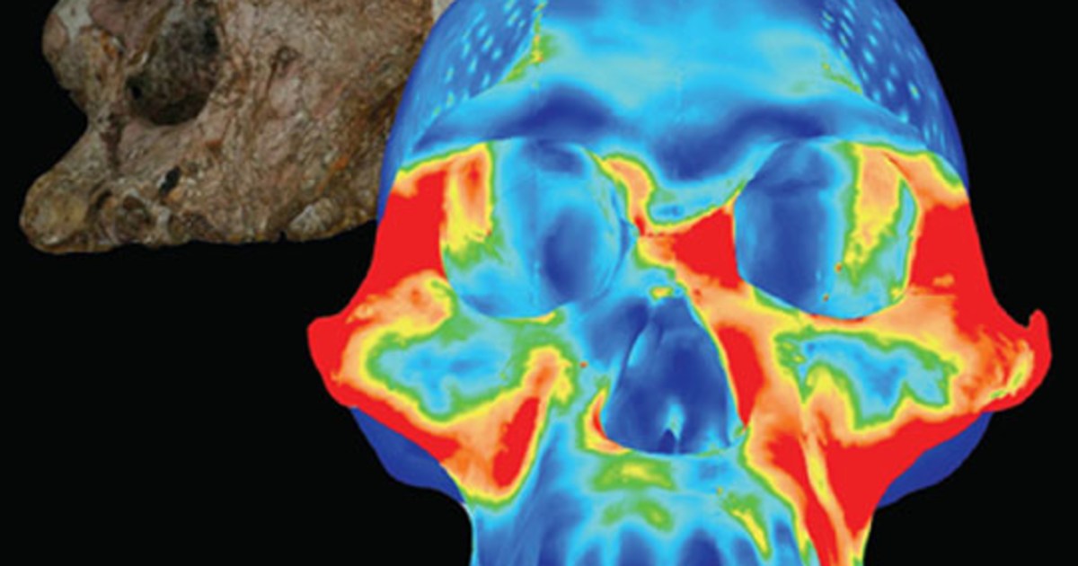 Prehistoric 'nutcracker man' built for foraging