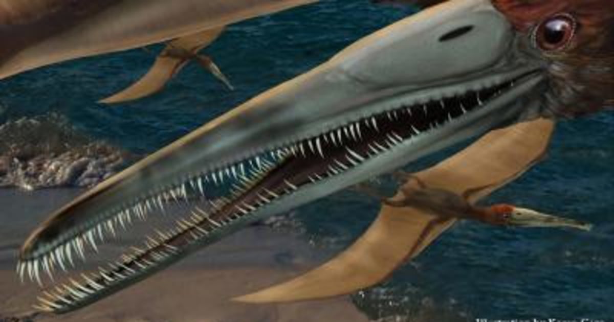 New species of ancient flying reptile discovered