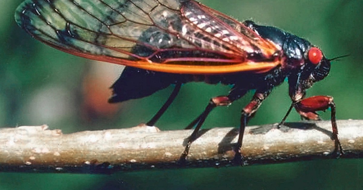 Return of the cicada