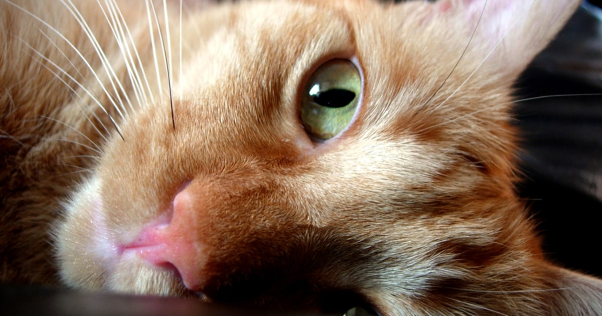 Putty in their paws: Why we do what cats want