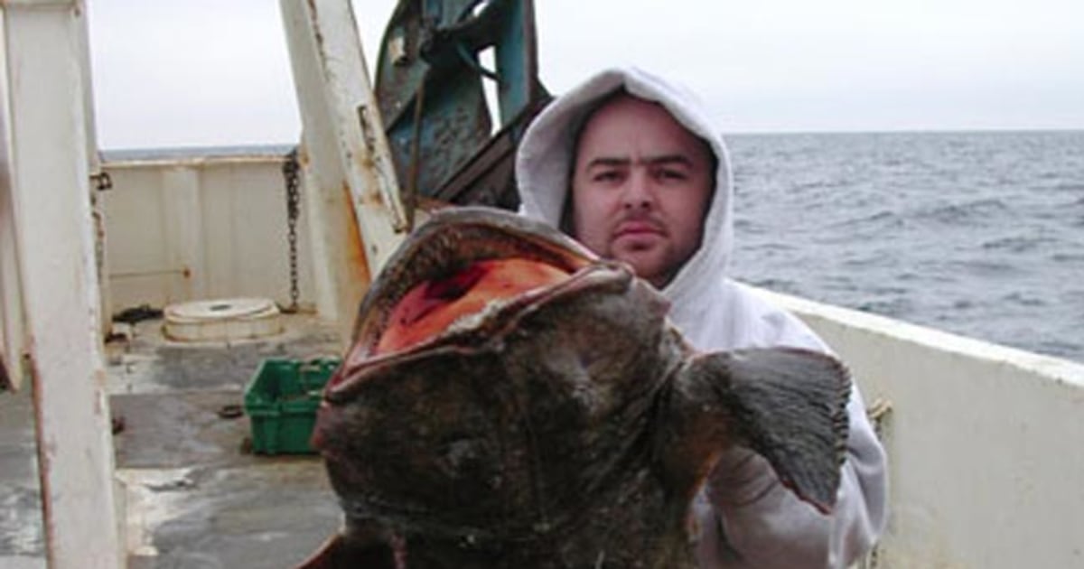 Data tags shine light on the mysterious monkfish