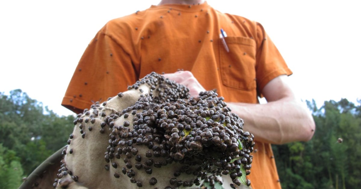 'Kudzu bug' threatens to eat farmers' lunch