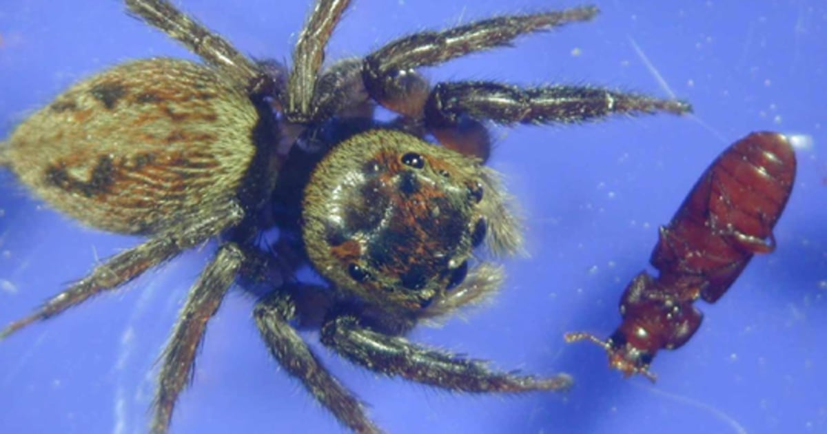 Animals that play dead sacrifice others