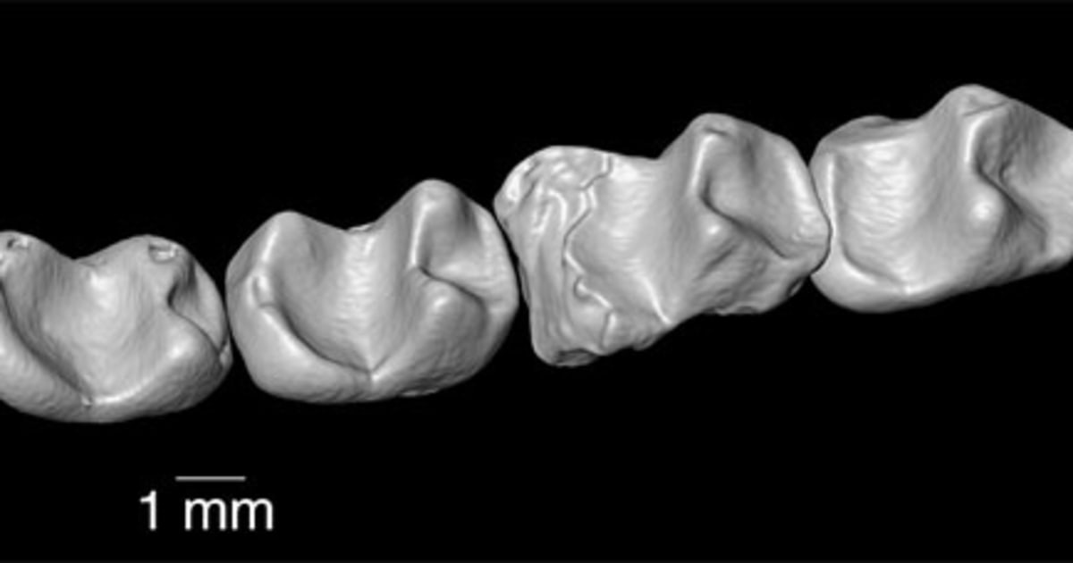 Primate fossil defies classification