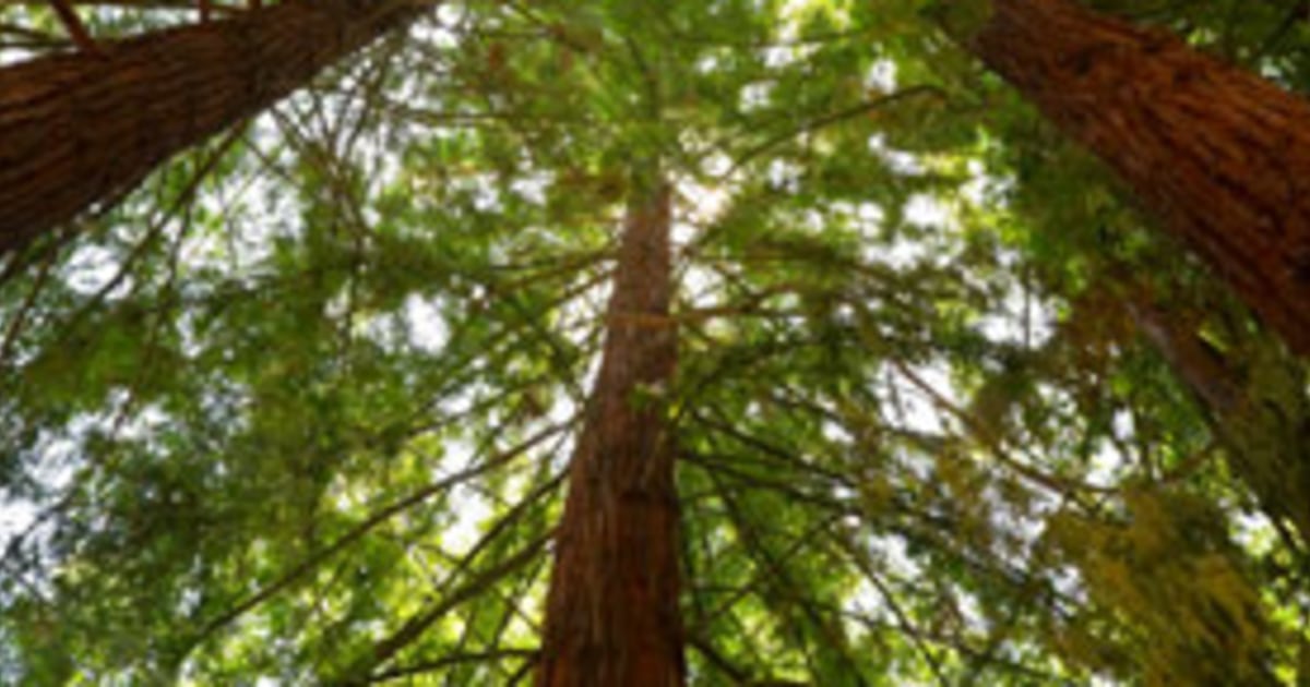 Earth's biggest tree rings tell fiery tales