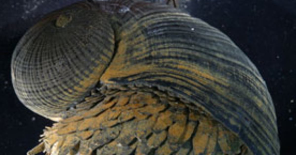 ‘Iron snail’ inspires new armor