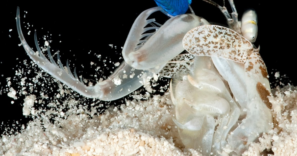 How 'smashing' & 'spearing' shrimp speedily attack prey