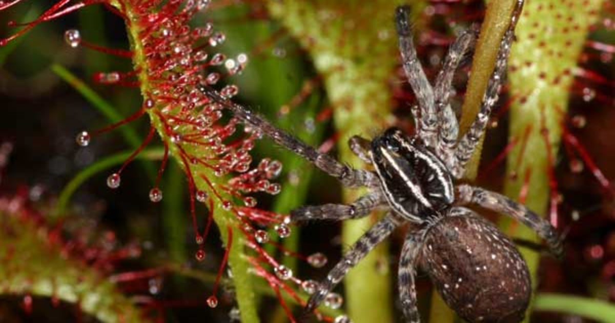 Plant and spiders compete for food