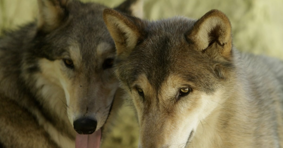 Latest Mexico zoo attraction: Narco pets