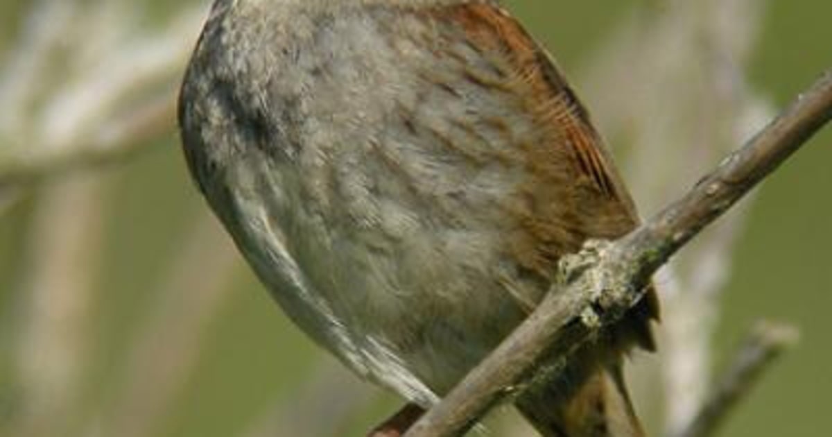 Singing began in fish, perfected by birds