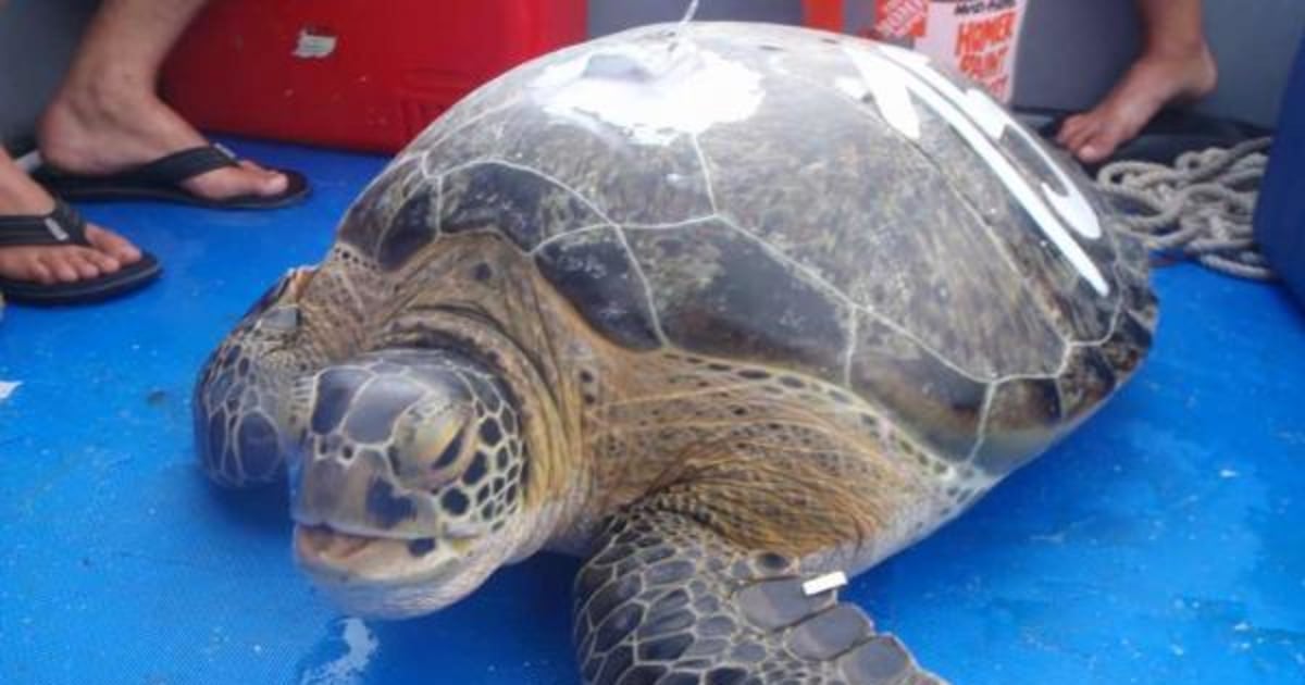 Tracking sea turtles on hidden travels