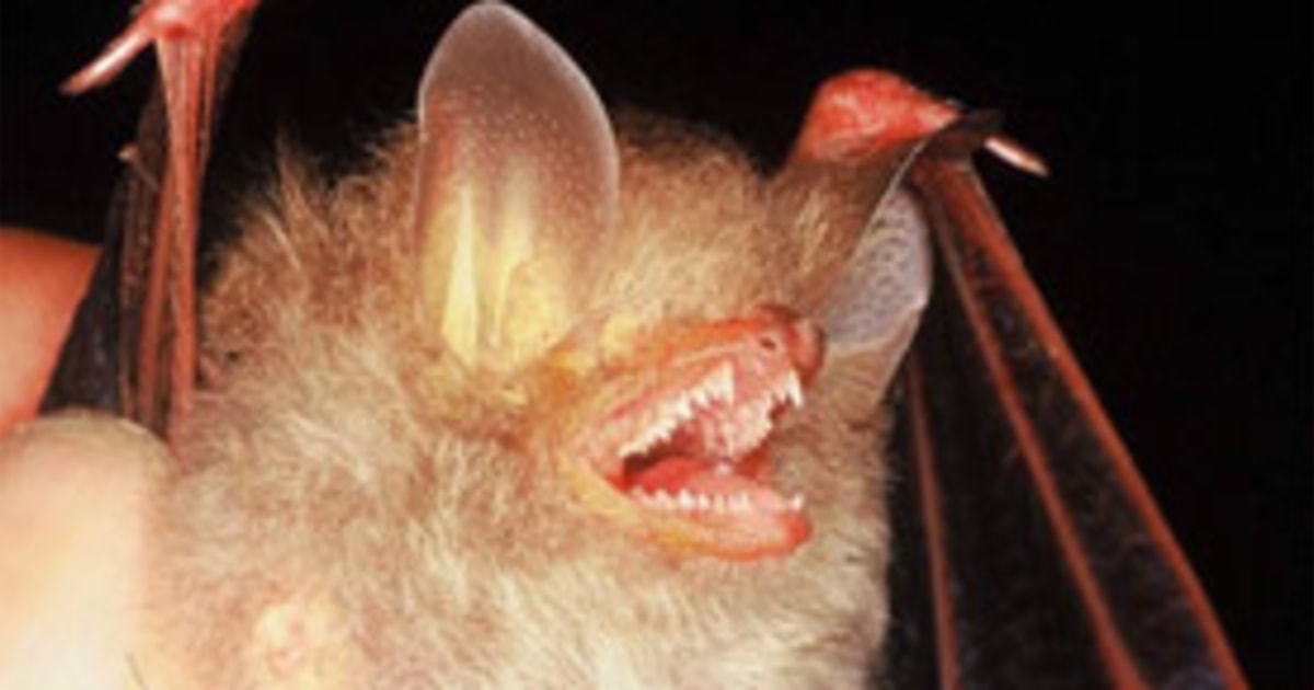 Bat’s song hits nature’s highest note