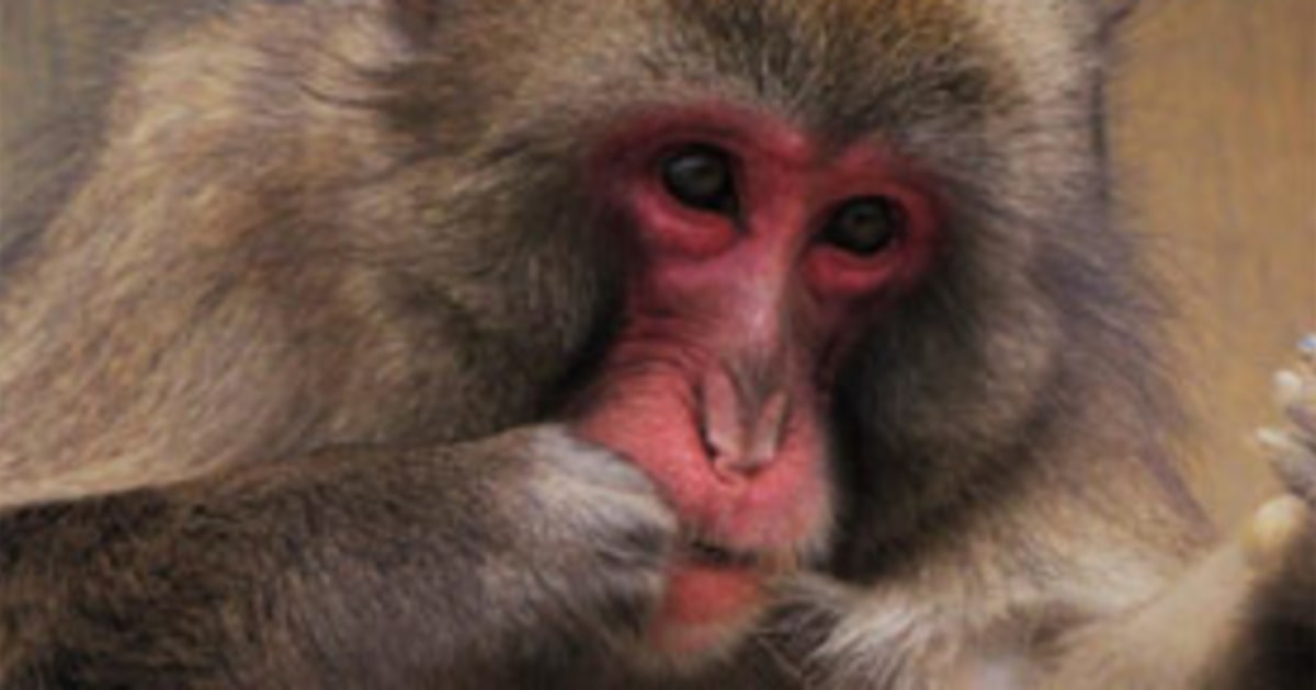 Tidy monkey flosses teeth