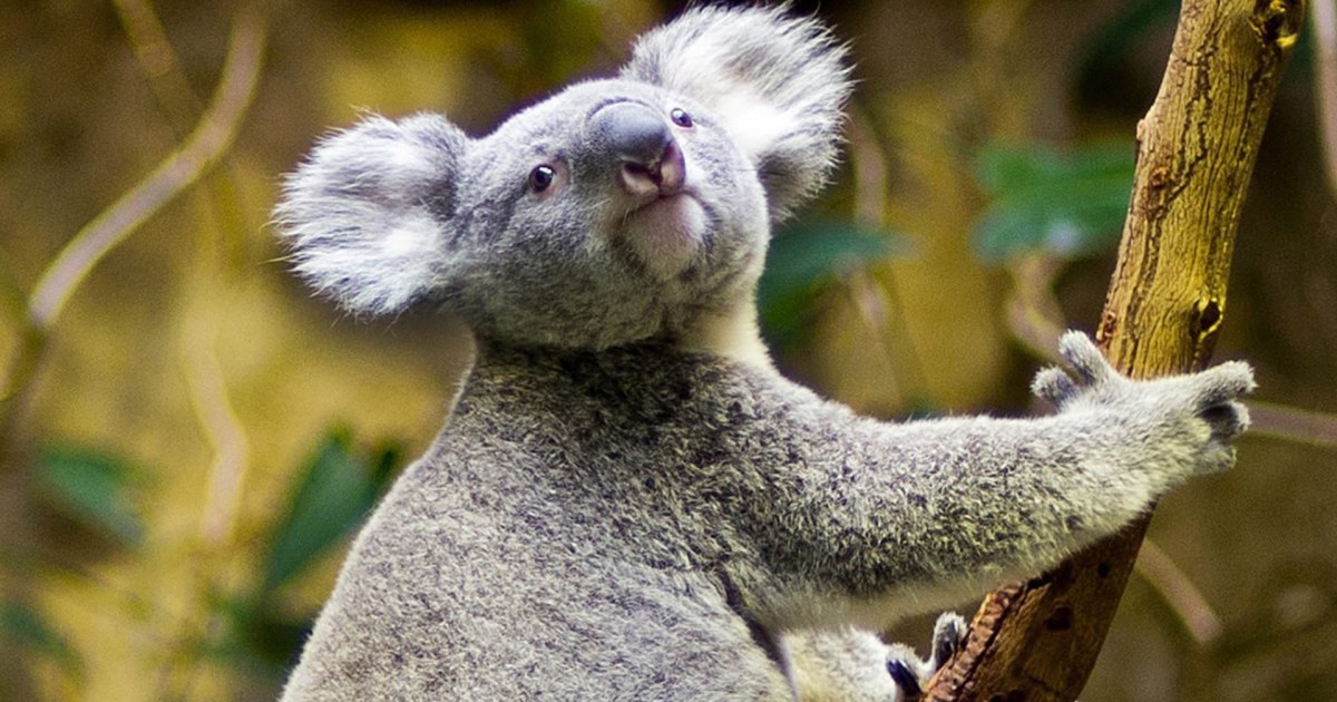 Animal Tracks: Jan. 8 - 15