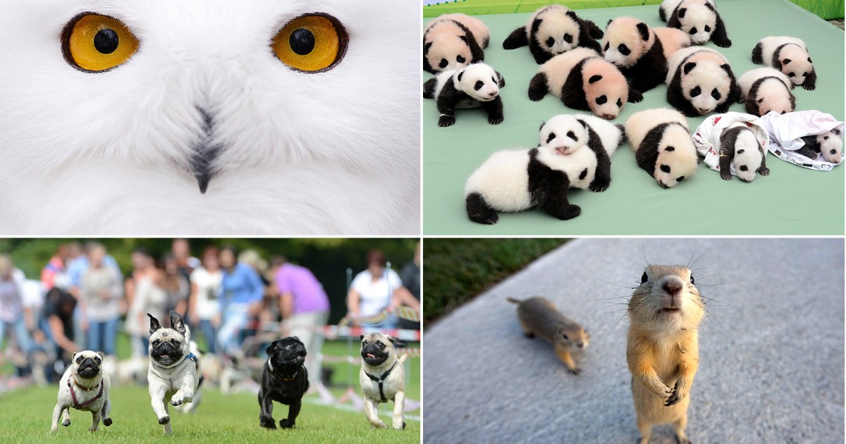 Best of the Year: Animal Tracks