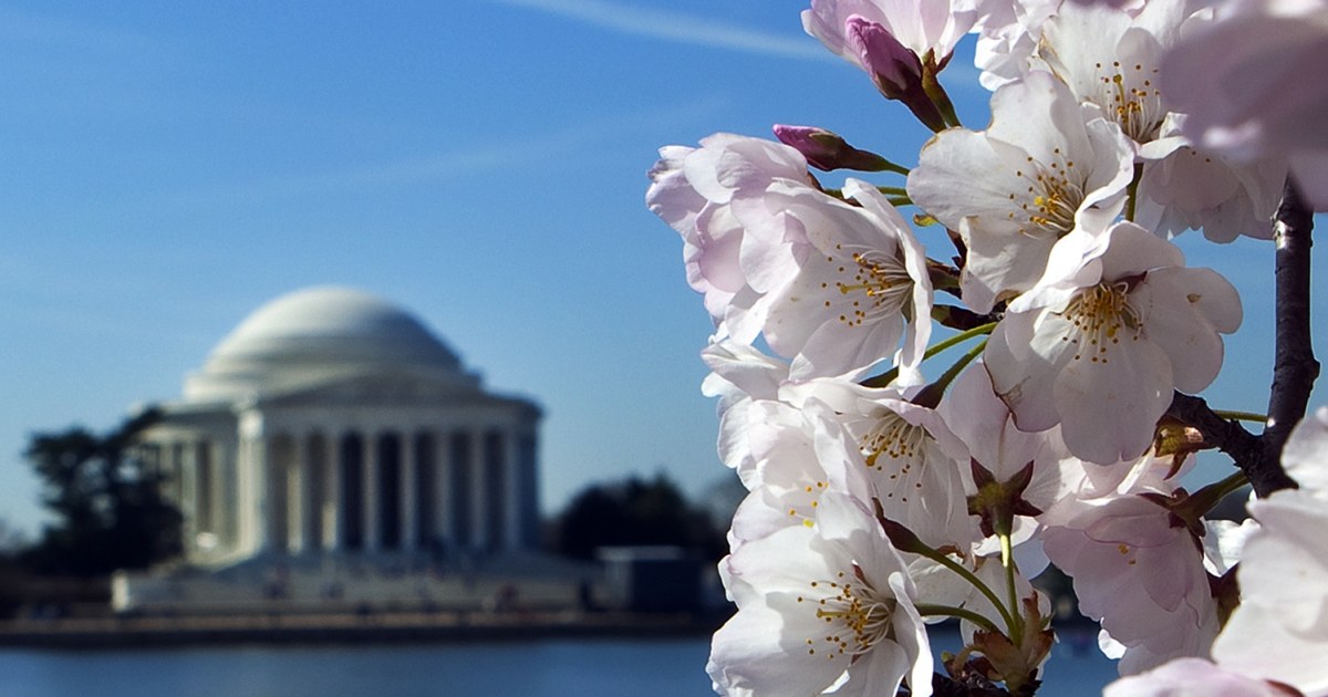 Cherry blossoms in Washington D.C.