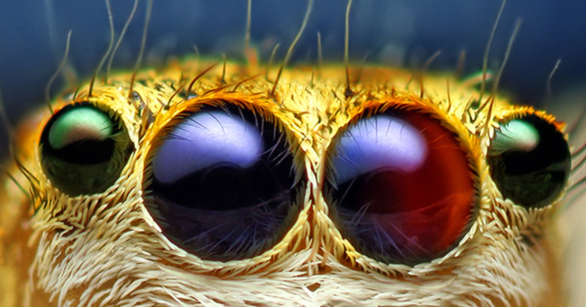 Incredible insect photos