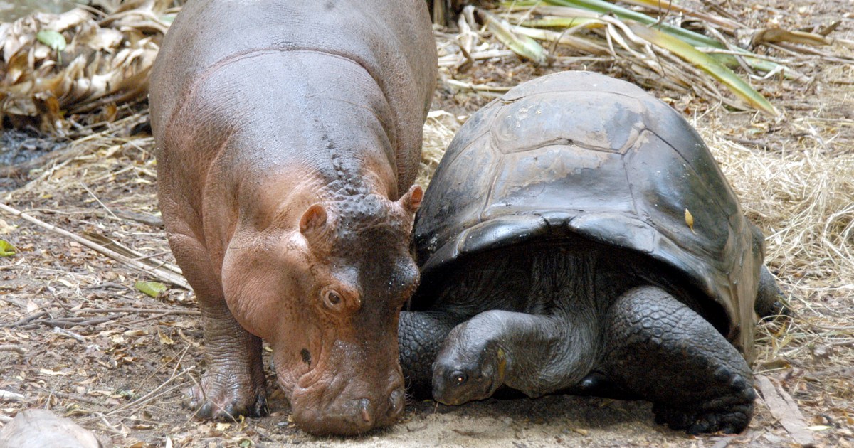 Unlikely friends: Why we love odd animal pairs