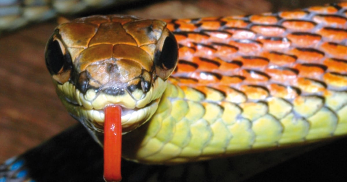 Treasures from the Heart of Borneo