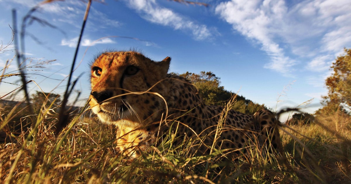 Animal Tracks: June 13 - 20