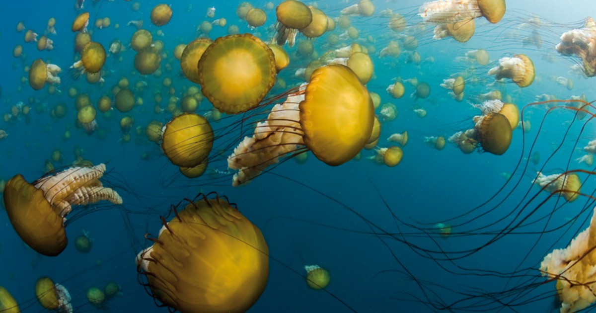Good vs. evil: Jellyfish swarms spark debate