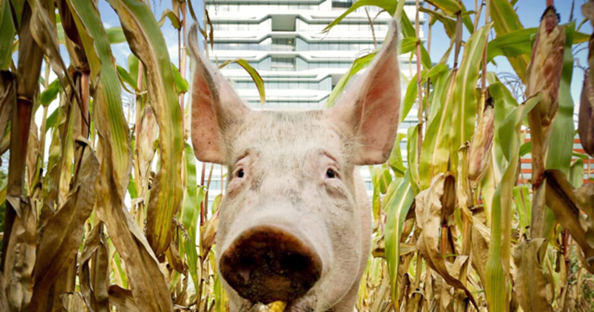 Animal Tracks: Sept. 26 - Oct. 3