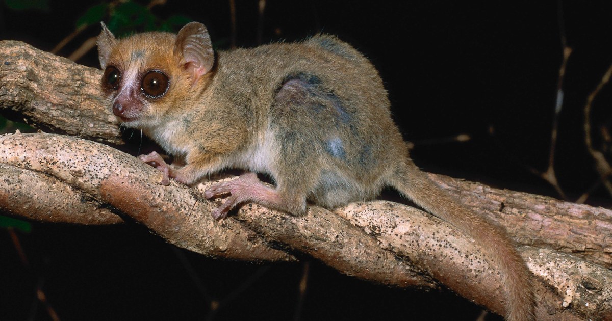 Treasure Island: New species in Madagascar
