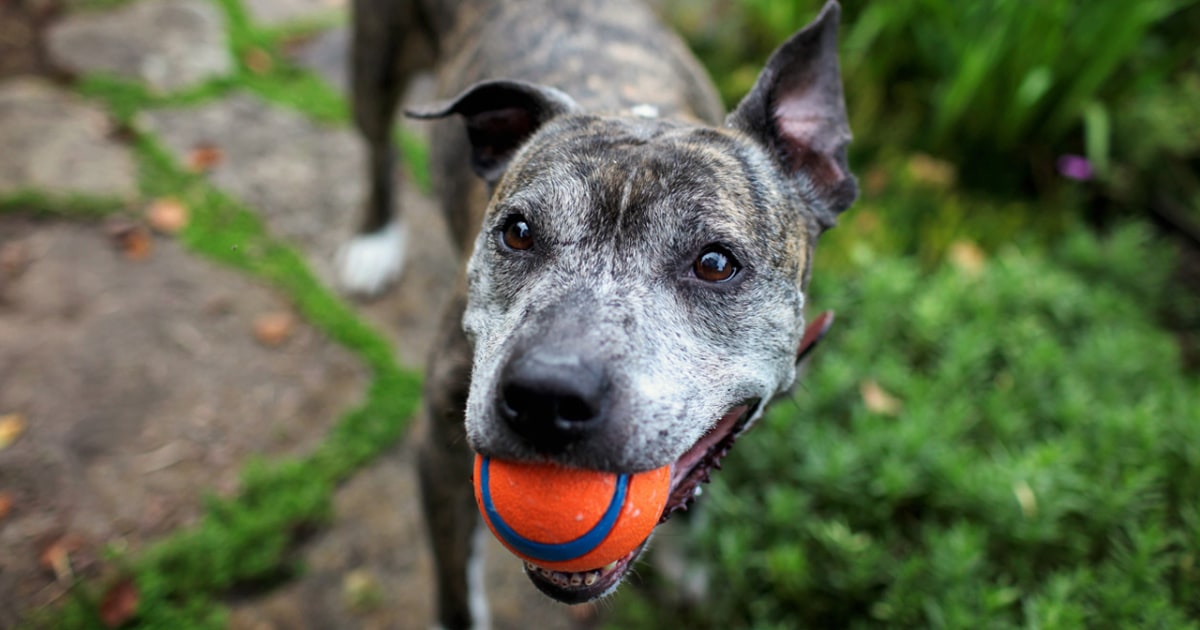 There’s life (and love) in these old dogs yet
