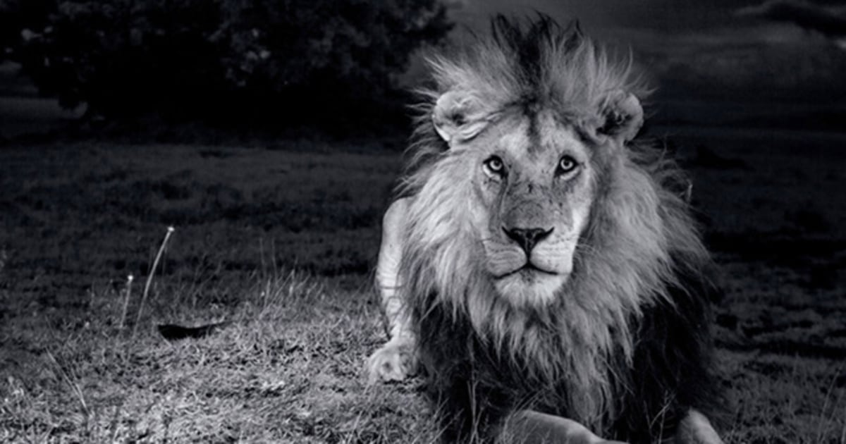 Lions by night and day
