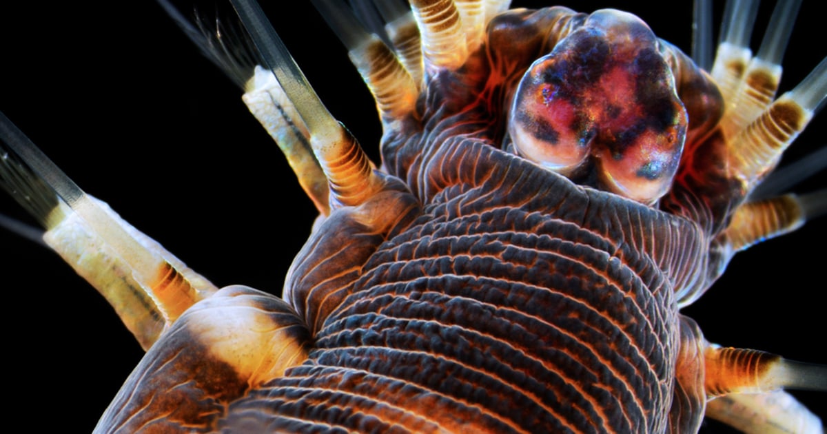 Nikon Small World 2013