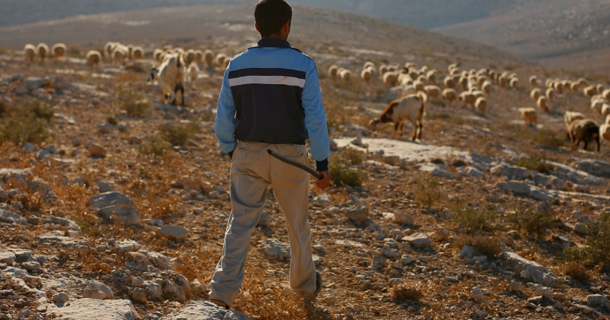 Palestinian shepherds' livelihood threatened by Israeli settlers