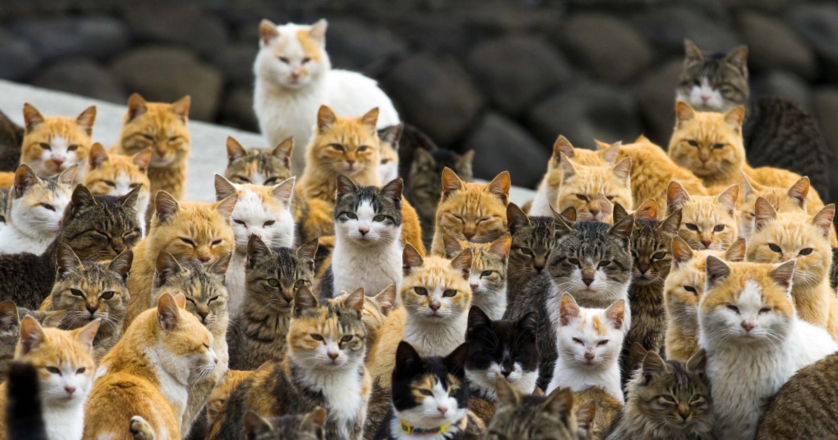 Feline Paradise or Catastrophe? Japanese Island Swarming With Cats