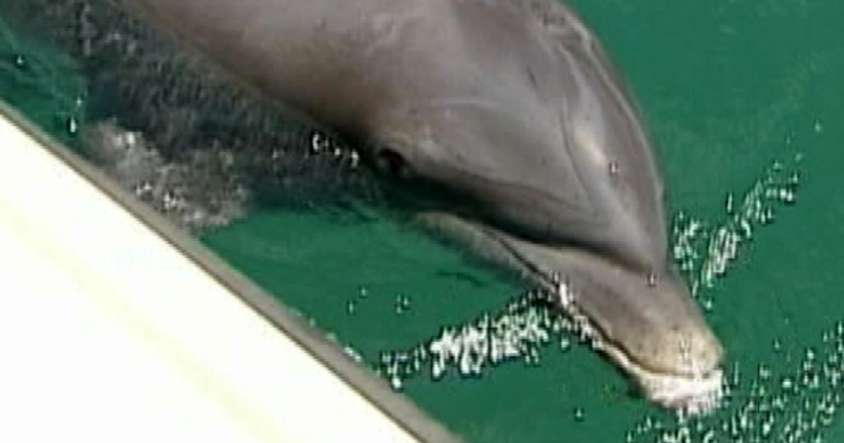 Study: Dolphins call each other by name