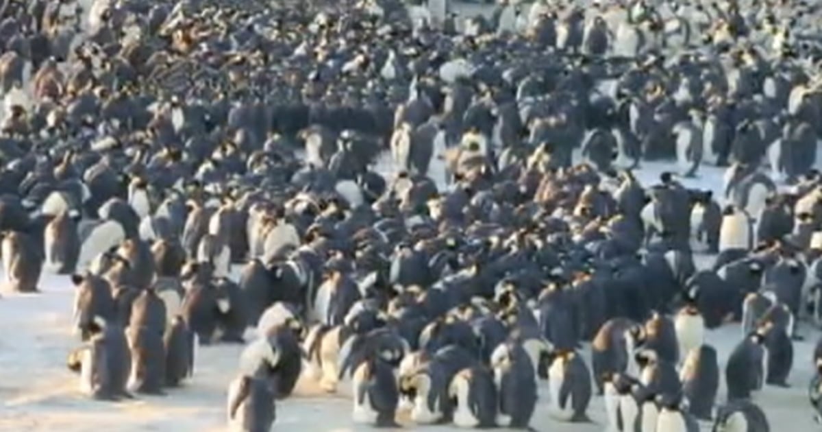 How penguins huddle up