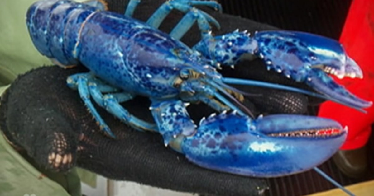 Mutant blue lobster caught off Canadian coast