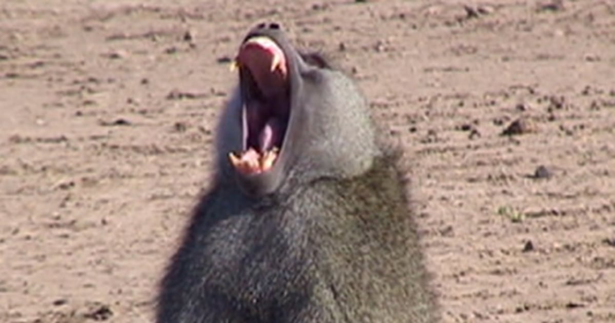 Alpha male baboons more stressed than others