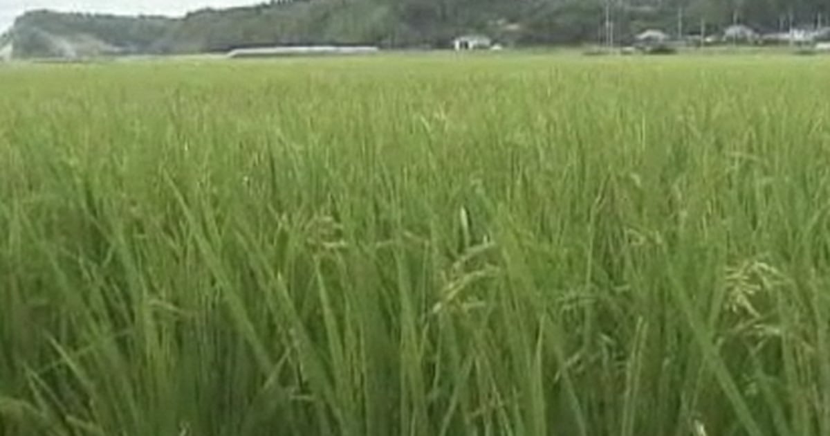 Japan rice crops threatened by radiation
