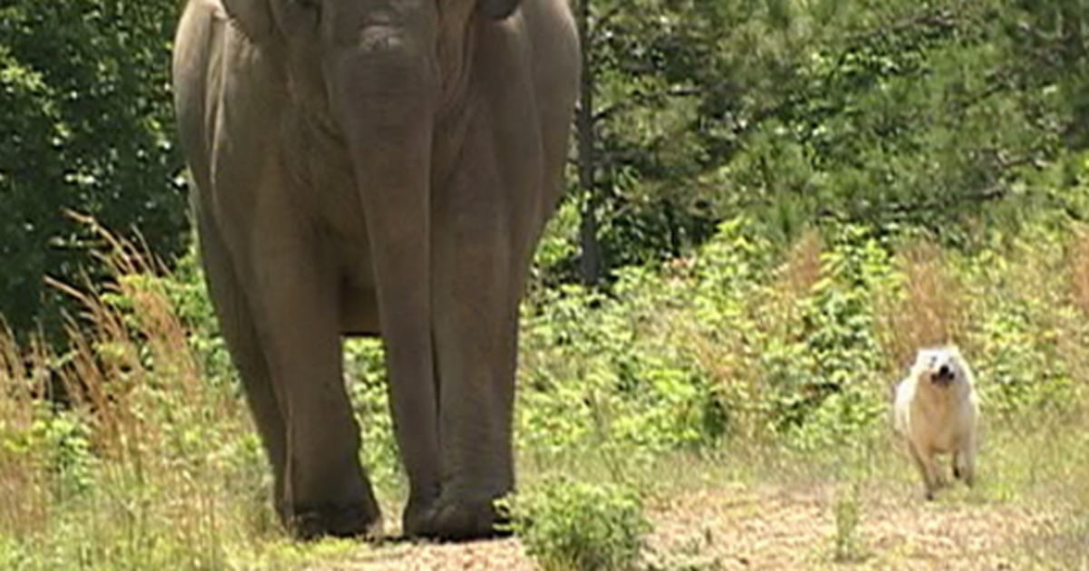 Amazing Animals, Part 2