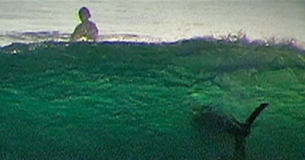 Incredible photo shows shark inside a wave