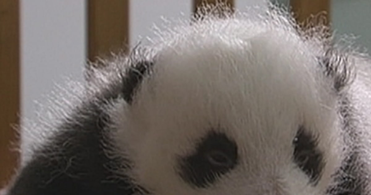 Cuter by the dozen: baby pandas snuggle