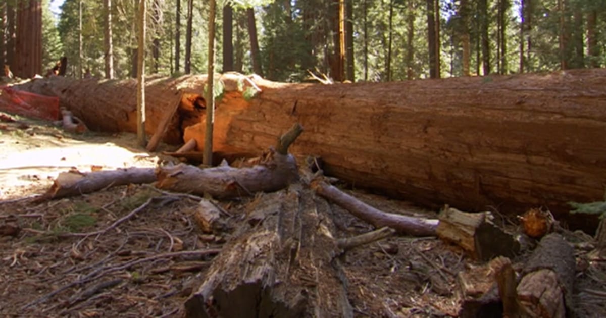 Sequoia ‘survived a long time’