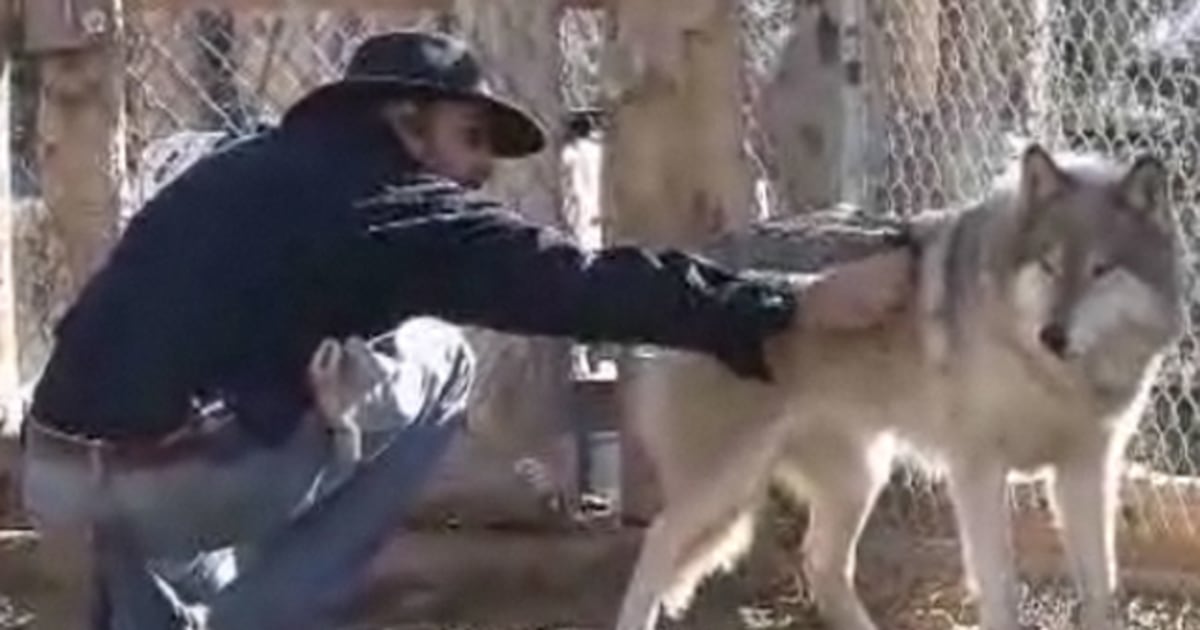 Wild animals comfort wounded warriors