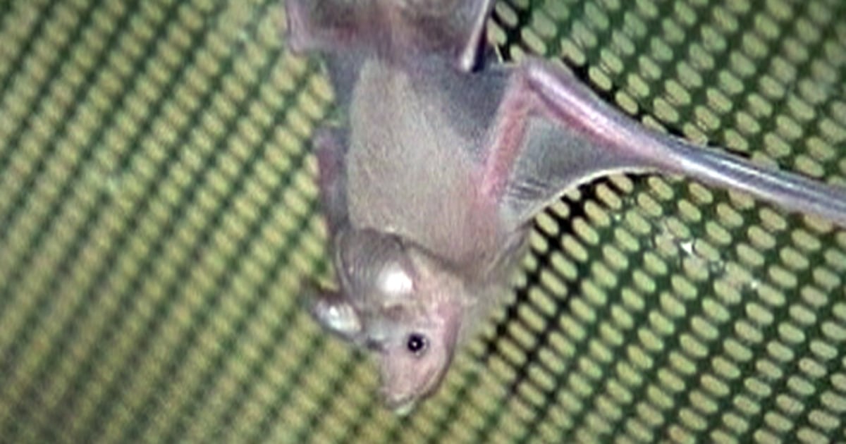Bats thrive in Israeli ghost bunkers