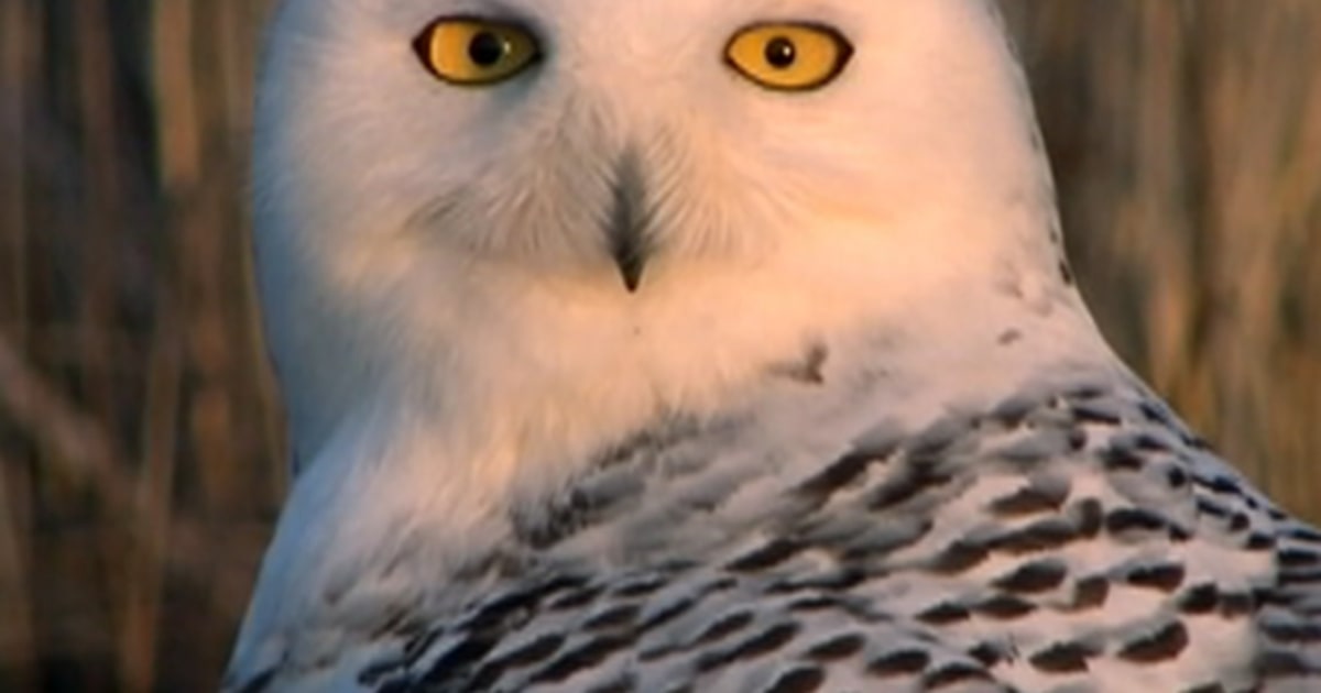 Snowy owls swoop in from the Arctic