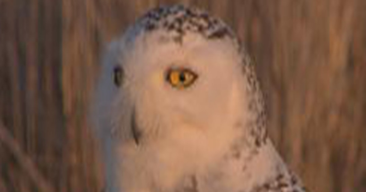 Reaction to snowy owl: 'Wow!'