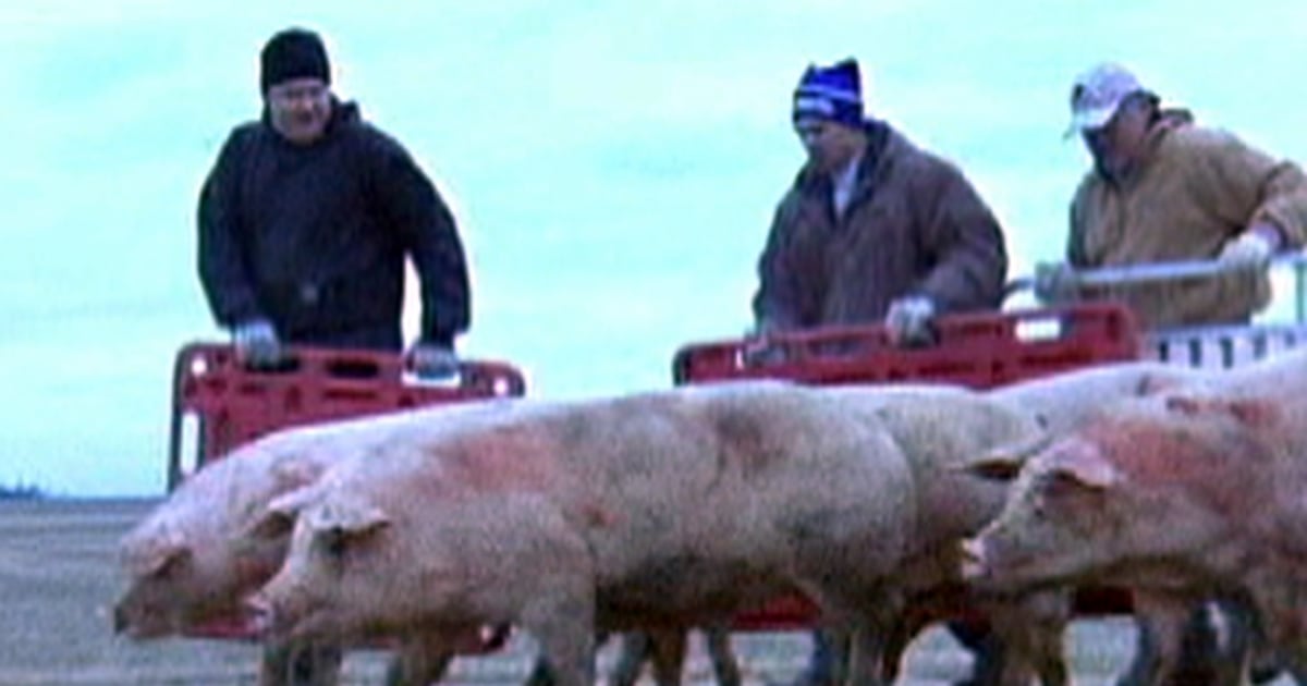 Hogs on a highway: Flipped semi spills livestock