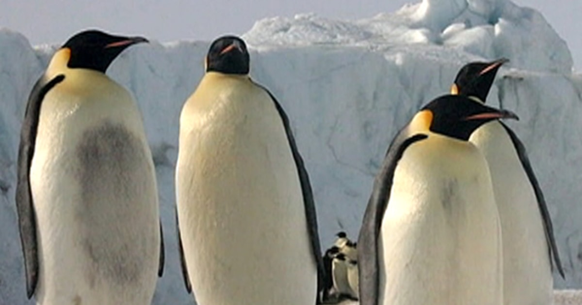 Counting penguins from space