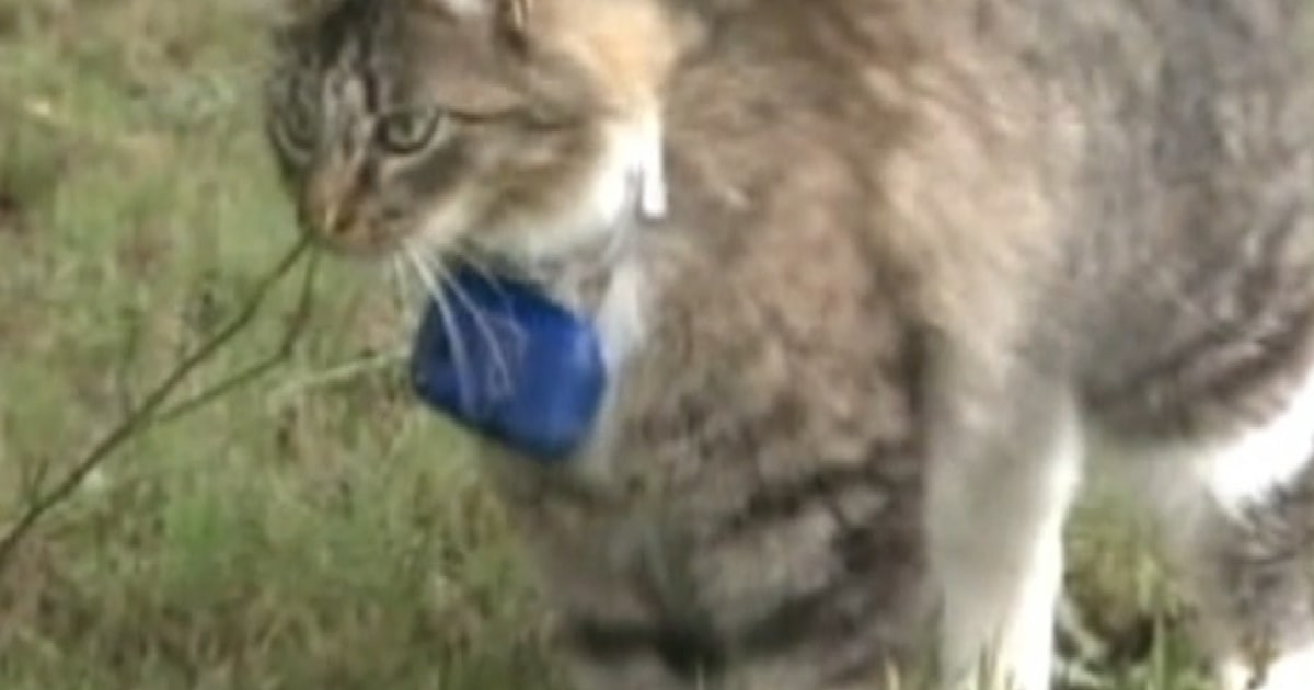 Cat cam reveals feline hijinks