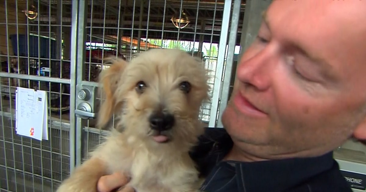 Who will be the new Benji