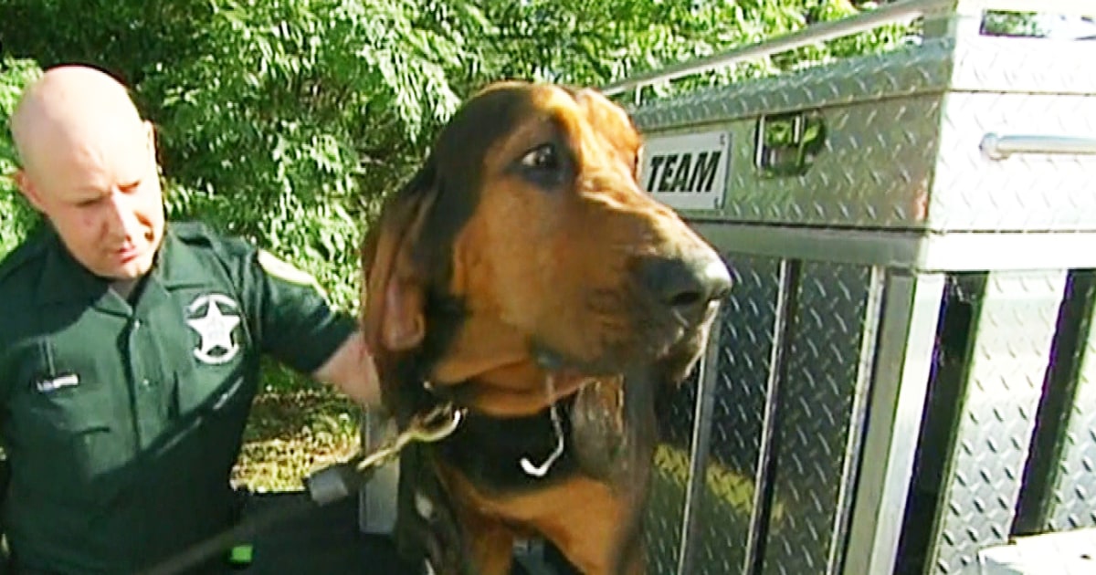 Bloodhounds prove popular police pup